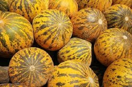 TURKISH LEOPARD MELON SEEDS Fruits Vegetable Garden Turkish Yellow ...