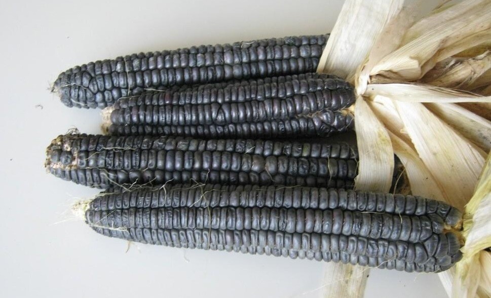 Mexikanischer schwarzer Mais - Black Mexican Corn Zea mays - 10+ Samen ...