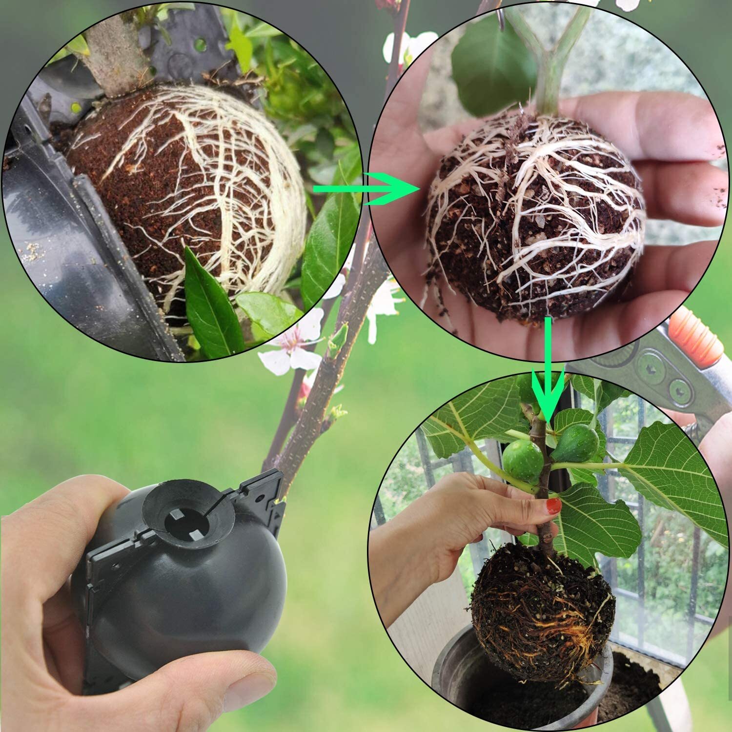 8PCS 8/12cm Plant Rooting Box Root Grafting Air Layering Pod High ...
