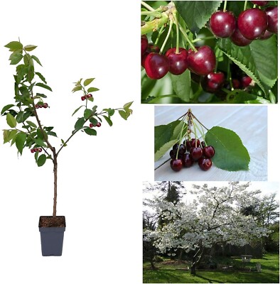 Cherry Tree - Prunus avium 'Regina' - Patio Fruit Tree 2-4ft in 5 Litre ...