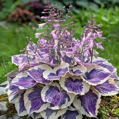 200pcs Hosta Seeds Non-GMO Purple Hosta Plant Seeds for Planting Low ...