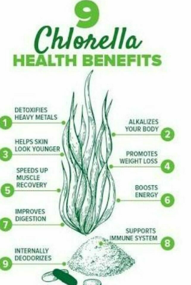 Chlorella Benefits Chlorella: Benefits And 4 Reasons To Try | Holland