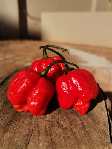 20 Fresh New Harvest of Super-Hot Scorpion Red Moruga Premium Pepper ...