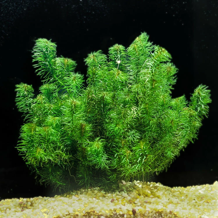 Egeria Densa Aquarium