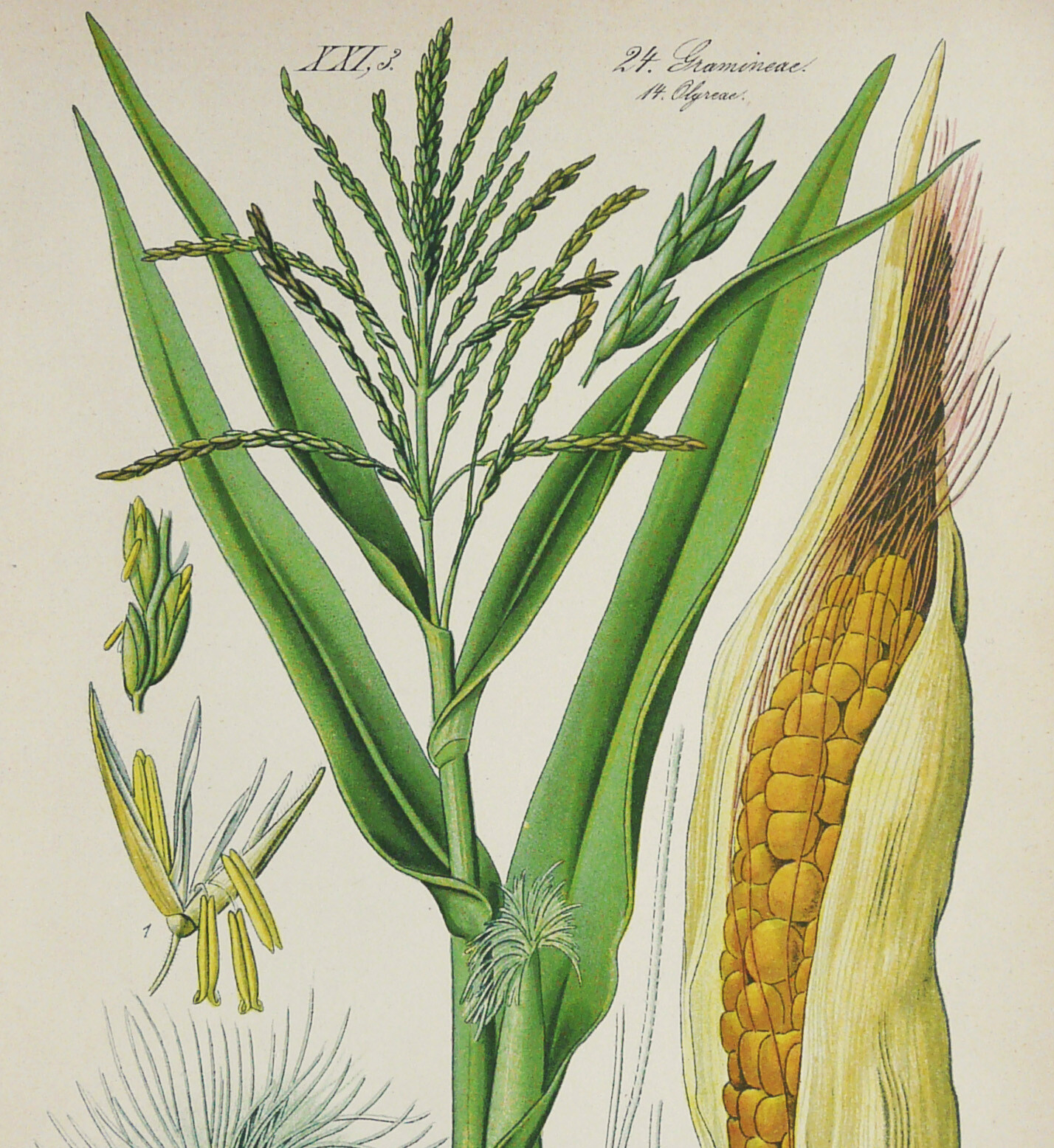 Ancient Maize Plant