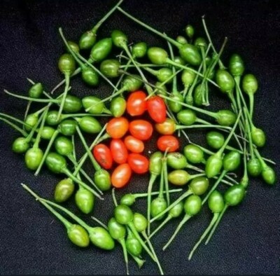 Wild Chile Piquin, Chiltepin,Chile del Monte, Mountain Chile 100 SEEDS ...