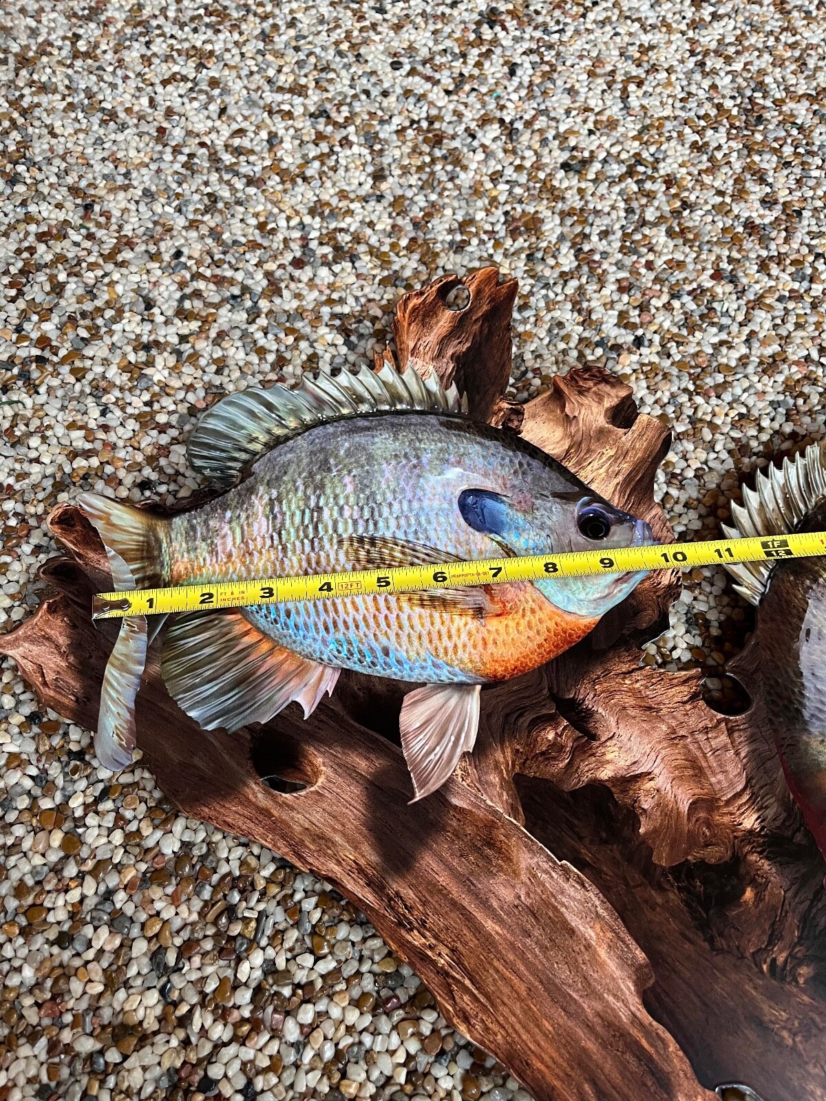 Bluegill Replica Driftwood Scene, Rustic Decor, Lodge Decor, Bluegill ...