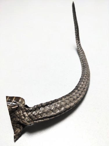 Tanned Cobra Snake Bony Tail Taxidermy Specimen Natural | eBay