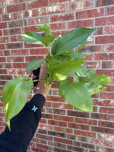 (5) Rooted Giant Variegated Golden Hawaiian Pothos Cuttings W/Roots ...