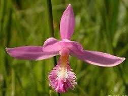 Pogonia Ophioglossoides Orchid Starter Grow Kit ~ Perfect Gifts ...