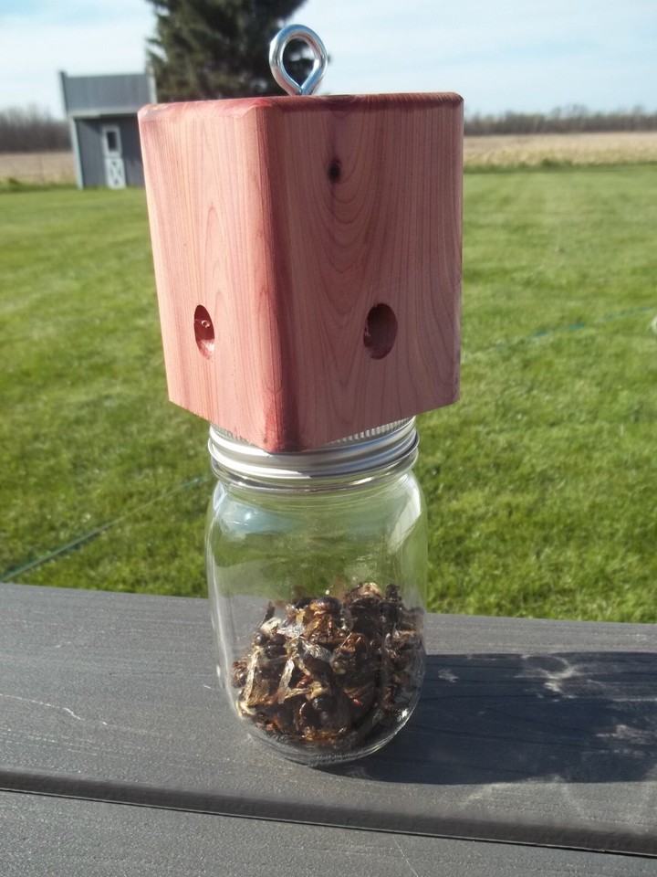 2 Red Cedar Carpenter Bee-bore traps FREE SHIPPING 100% Made in America ...