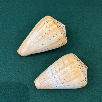 Lot Of 2 Conus Betulinus Cone Shells BIG! | eBay