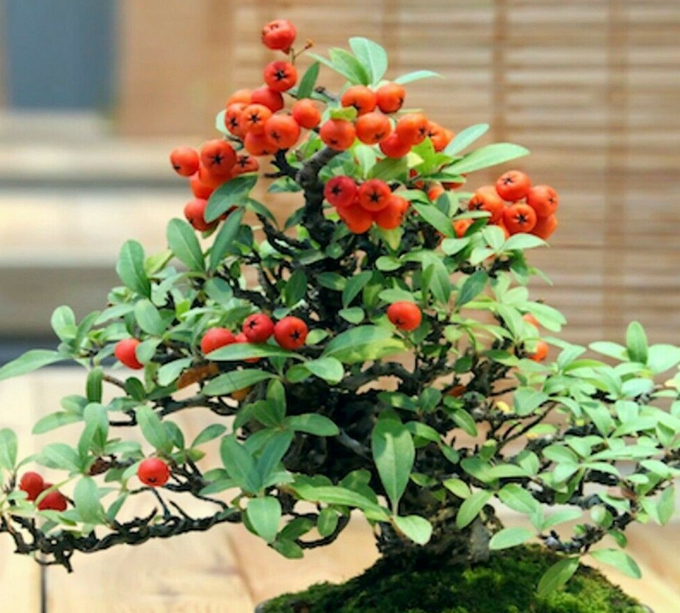 Lychee Tree Bonsai