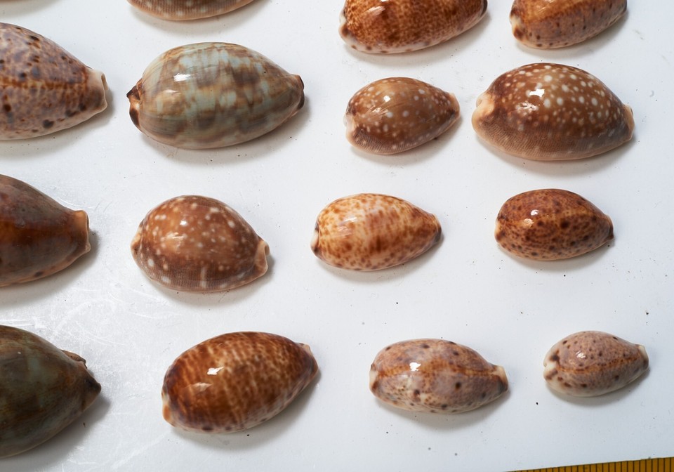 Lot 38 Vintage Cowrie Sea Shell Medium Small Heritage from Collector ...