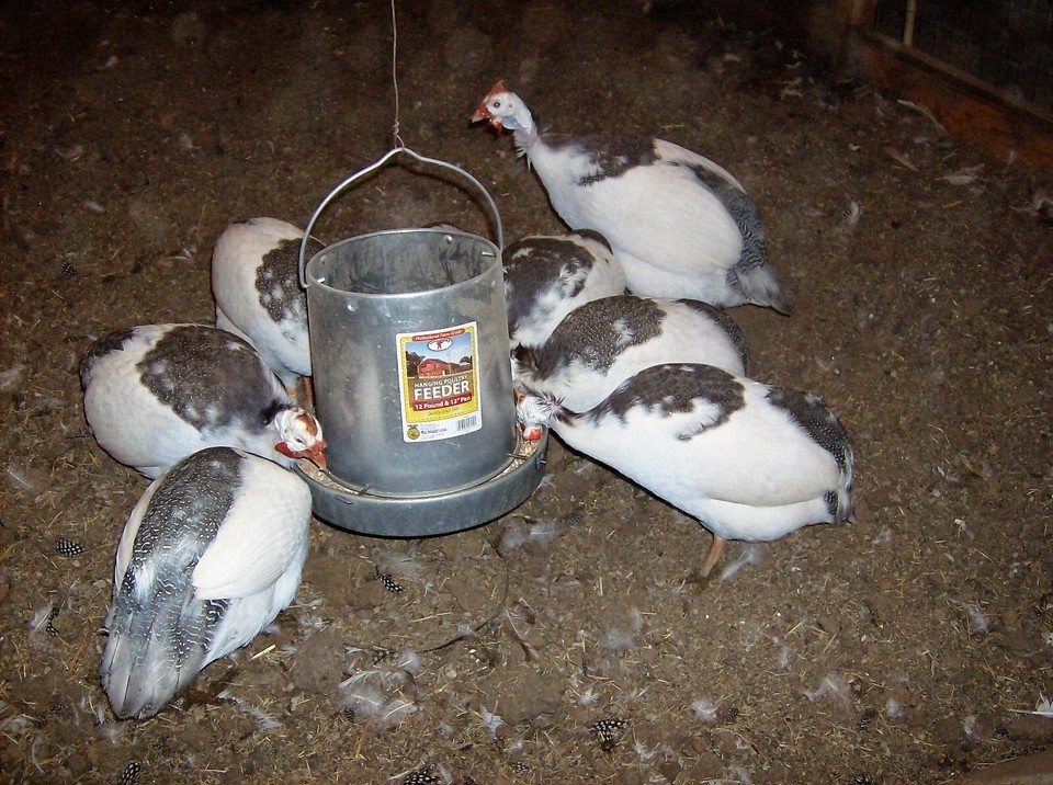 16+ Pinto Guinea Hatching Eggs | eBay