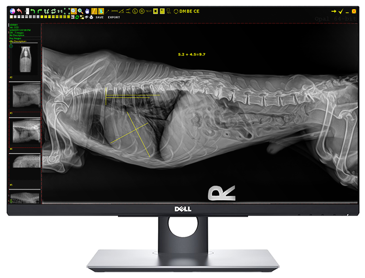 (NEW) 2020 Imaging 14x17 Wireless Digital Radiography Panel Veterinary ...