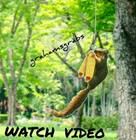 SONGBIRD ESSENTIALS SQUNGEE SQUIRREL FEEDER BUNGEE JUMPER BOUNCER ...