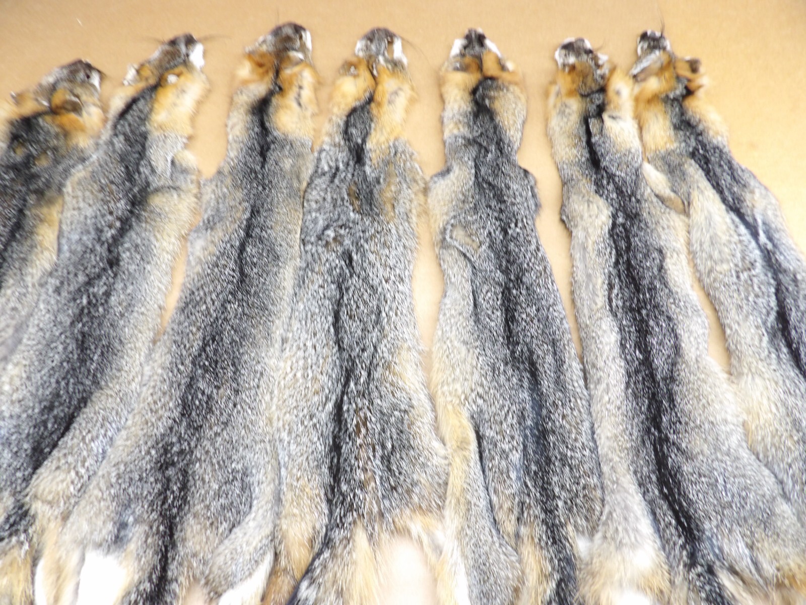 #1 Grey Fox Professionally Tanned/Furs/Trapping/Taxidermy/Crafts/USA ...