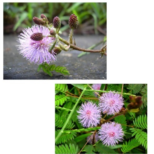 35g DRIED Mimosa Pudica Nidikumba Plant Sensitive Natural Herbal ...
