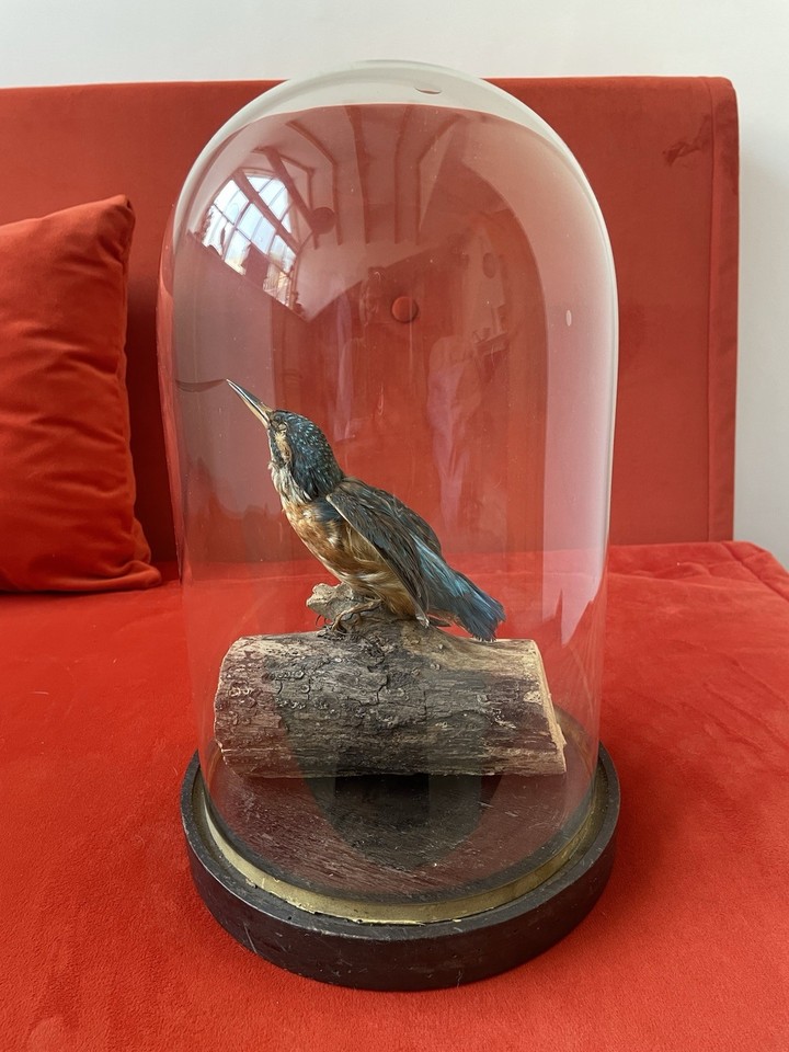 Stunning Taxidermy Example Of A Kingfisher On Log In Glass Dome. | eBay UK