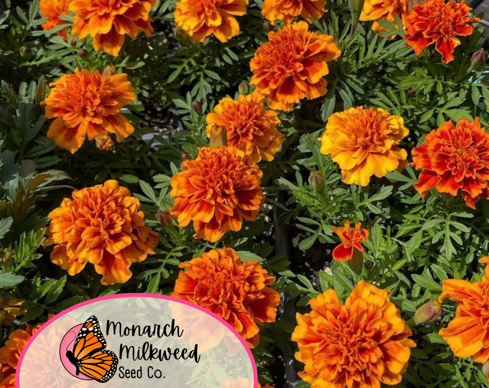 600+ Sparky Marigold Seeds | Heirloom, Non-GMO, Flower Gardening Seeds ...