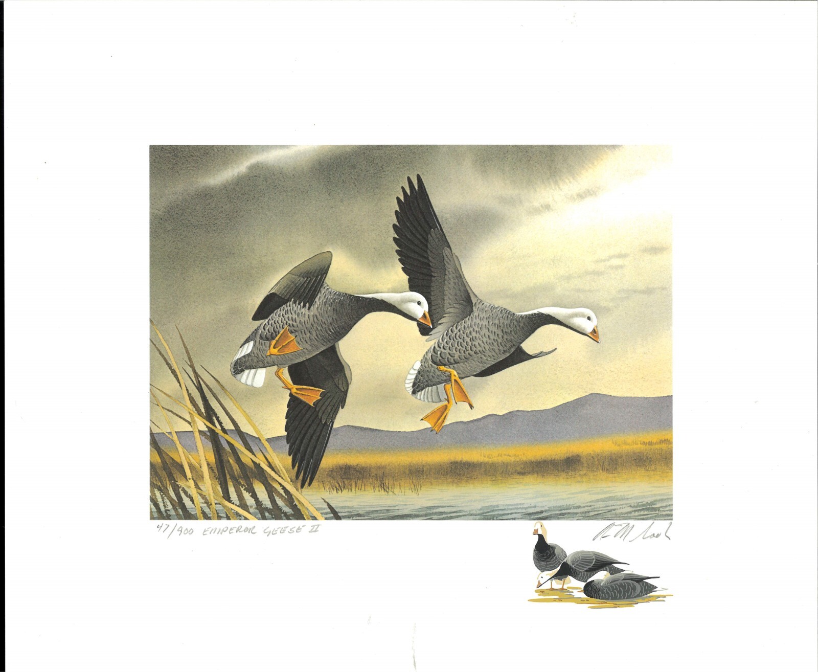 RW39 1972 FEDERAL DUCK STAMP PRINT EMPEROR GEESE by COOK List $500 ...