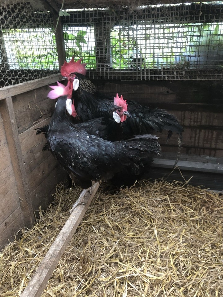 6 Black Minorca Chicken Eggs | eBay UK