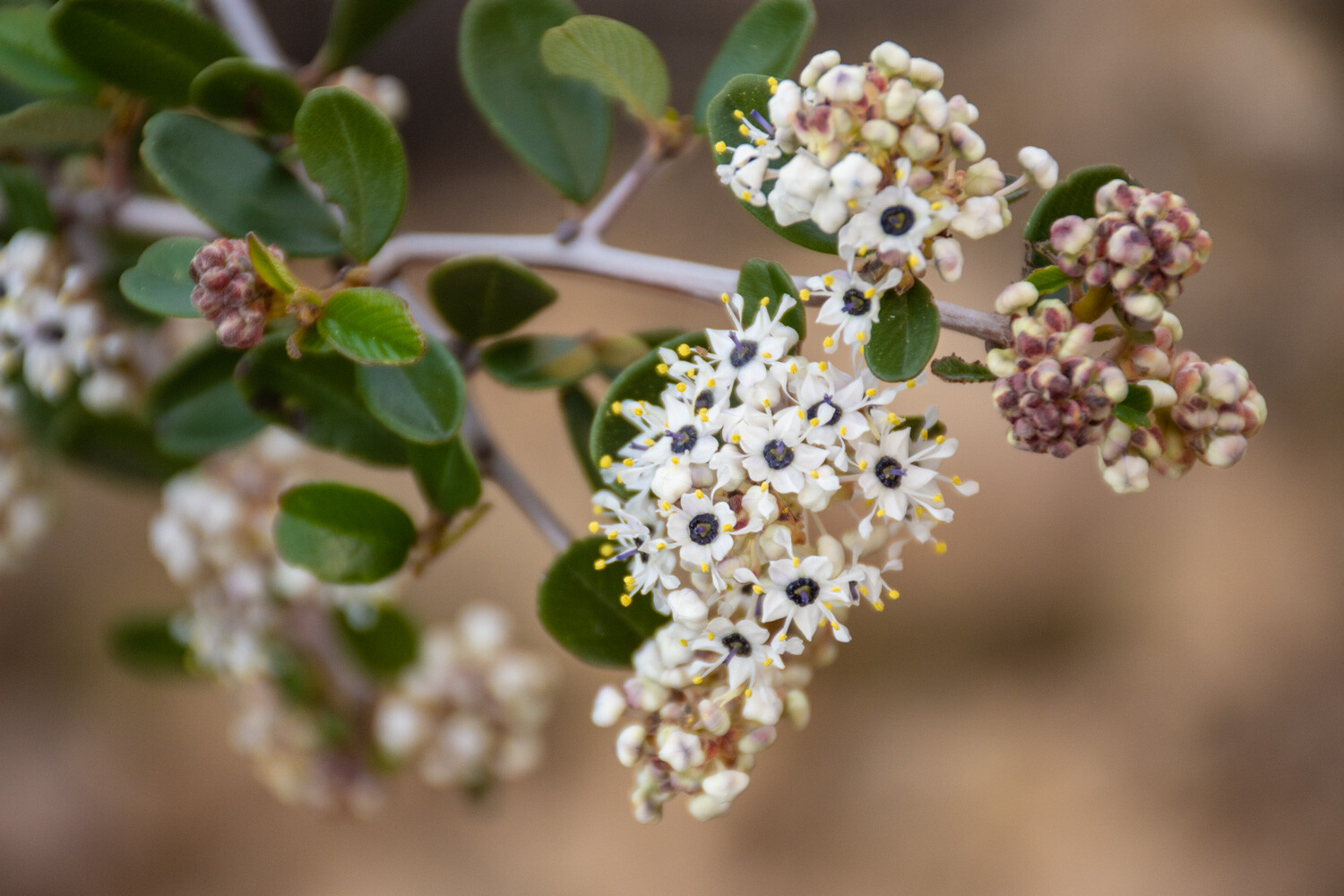 25 Hoaryleaf Ceanothus Ceanothus Crassifolius Seeds Organic Erosion ...