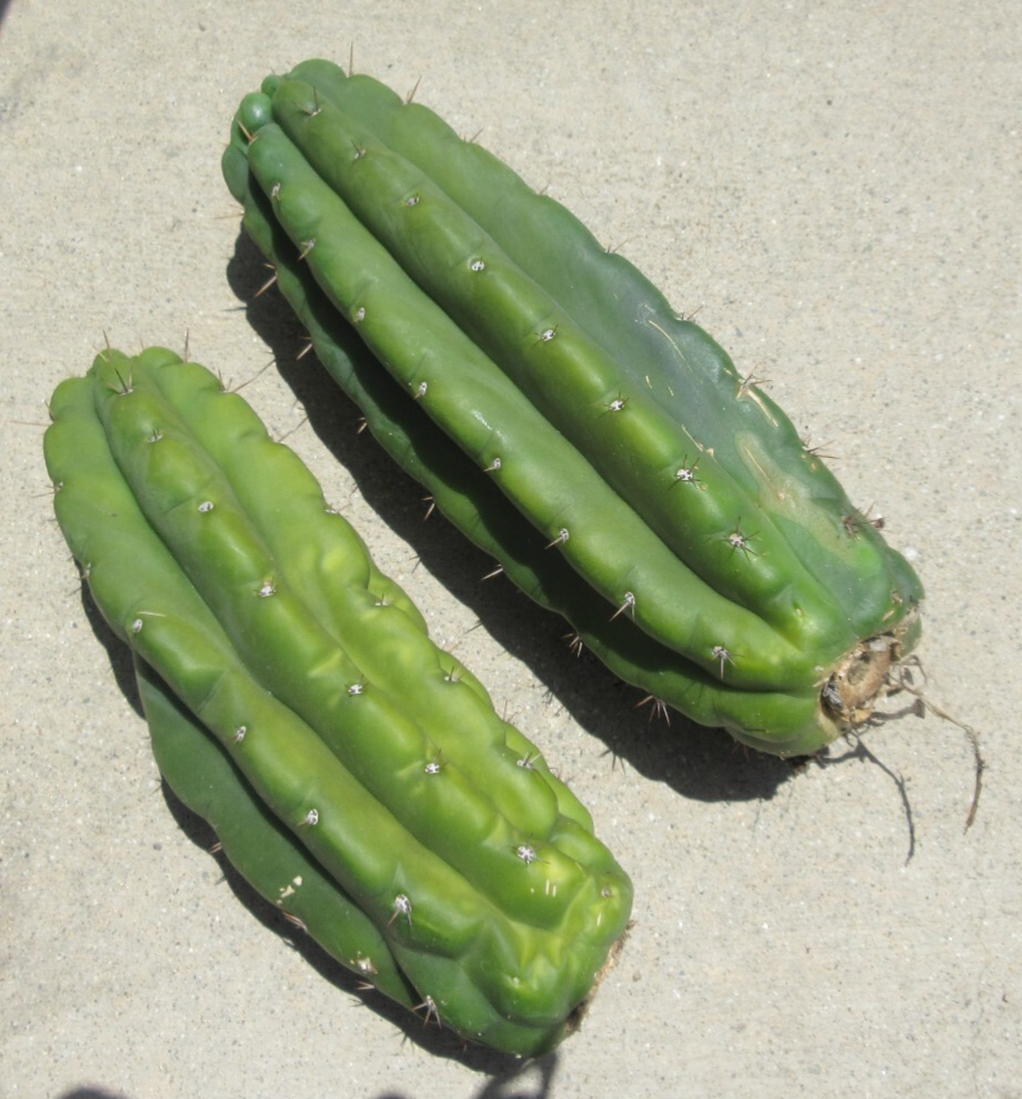 columnar cactus, monstrose knuckle growth fast growing 2 tip cuts | eBay