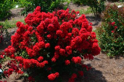 First Editions® Ruffled Red Magic™ Crape myrtle - Live Plant - Full ...