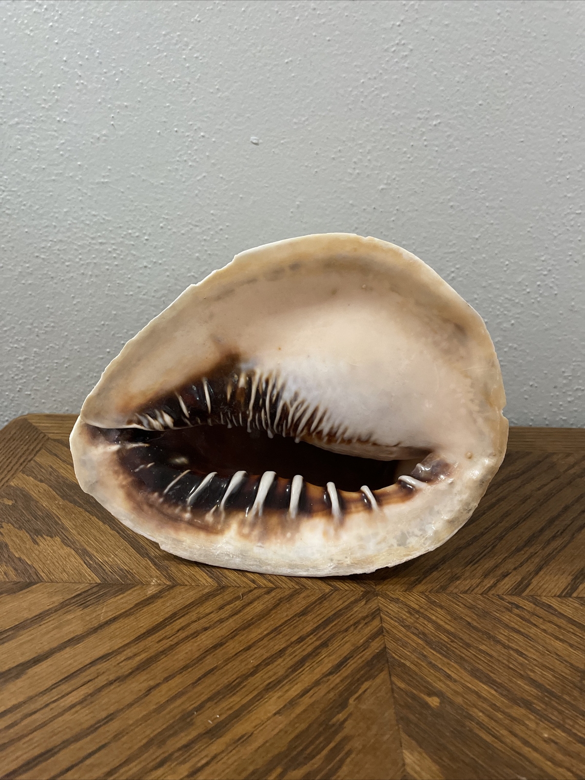 Large Horned Queens Helmet Conch Sea Shell 9”x7” Nautical Beach ...