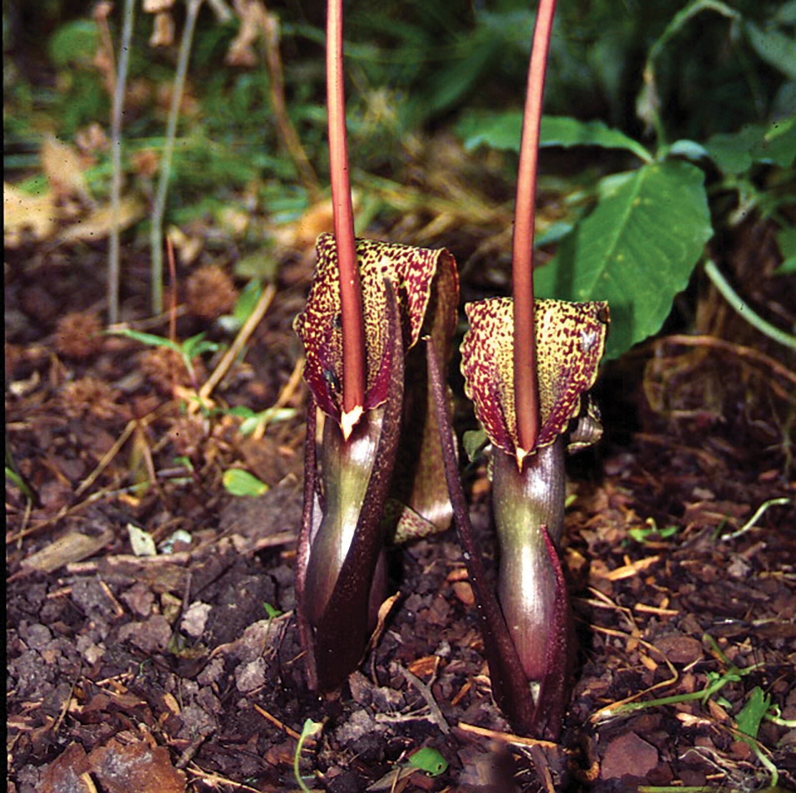 Sauromatum Venosum 1.5"-2" Voodoo Lily Corpse Flower Amorphophallus ...