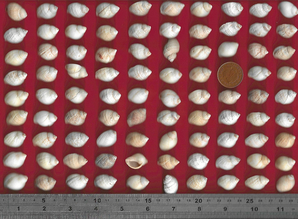 89 UK NORTH SEA Scottish DOG WHELK sea shells 230g Ocean Art beach ...