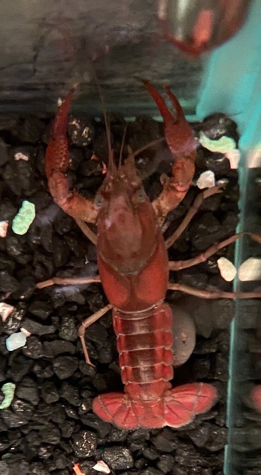 3 Live Clarkii TEXAS RED SWAMP CRAYFISH CRAWFISH CRAWDAD aquarium pond ...