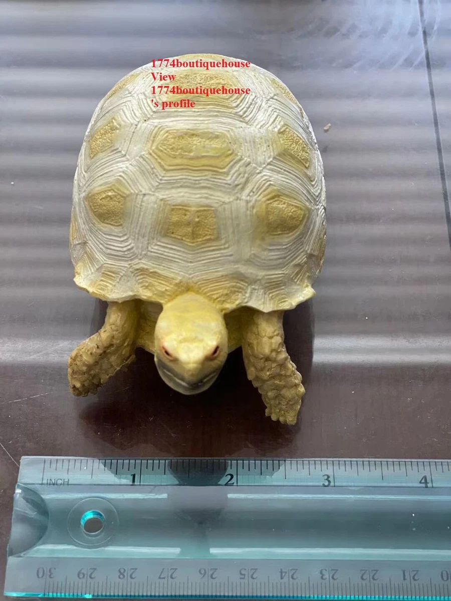 Albino Sulcata Tortoise