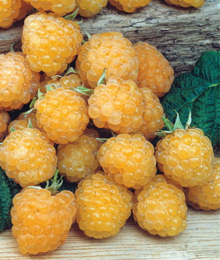 Wild Yellow Raspberries