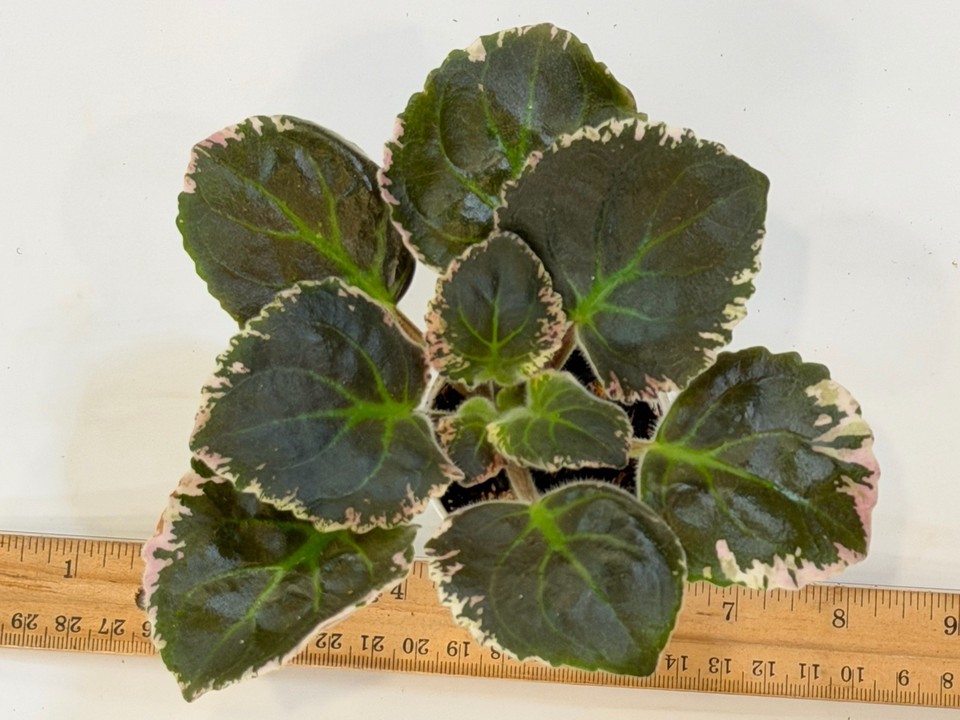 African Violet plant. Apache Midnight . Large mature plant. Variegated ...