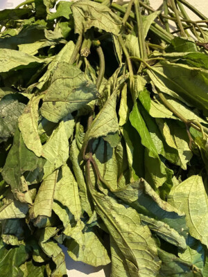 FRESH UGU LEAVES WITH STEMS- 3 FOR £15 COMBINED POSTAGE OFFER SEE ...