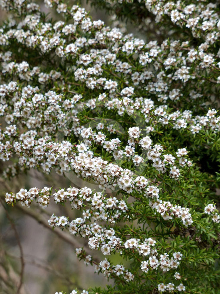 Taxandria parviceps syn Agonis parviceps - Fine Tea Tree - 150 Seeds ...
