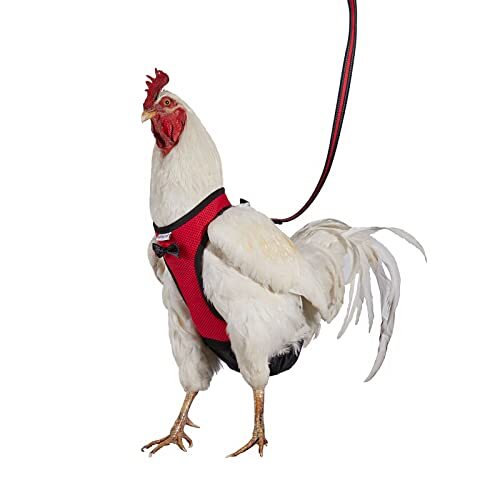 Pet Set for Poultry - Hen Size Chicken Harness Diaper & Matching 5ft ...