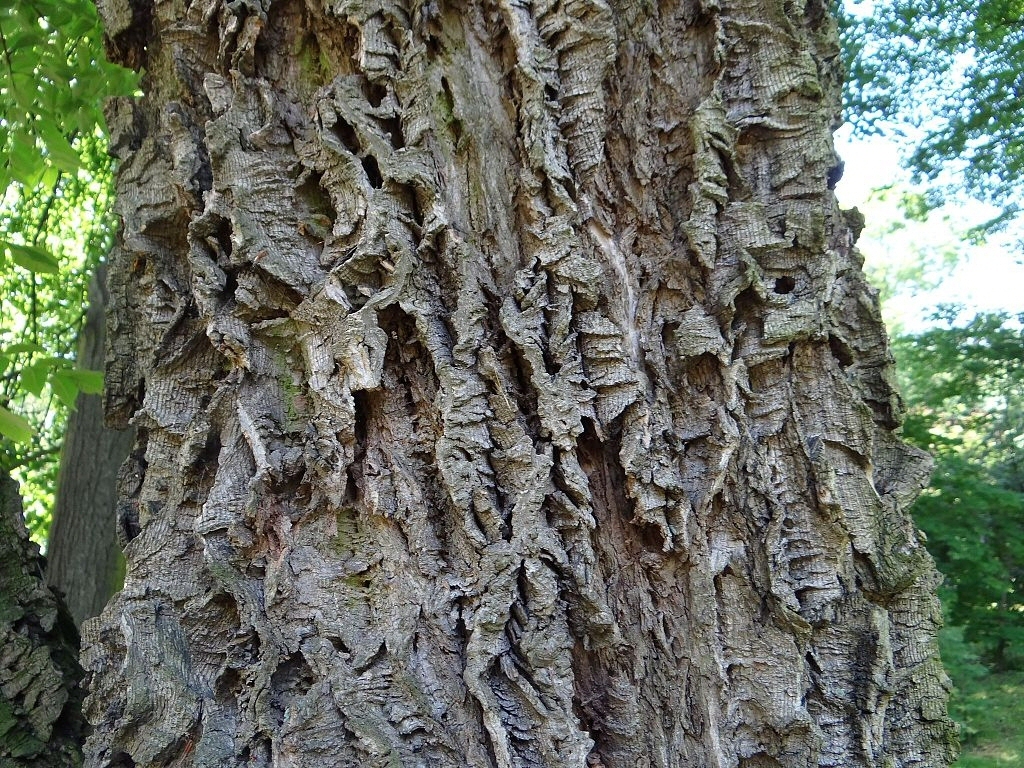 AMUR CORK TREE SEED -Phellodendron amurense 25 SEEDS | eBay