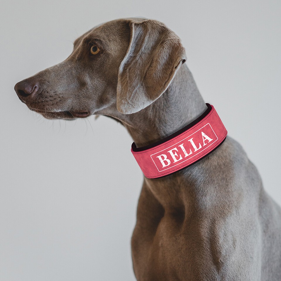 Personalized Dog Collar with Name Wide Leather Padded Rottweiler ...