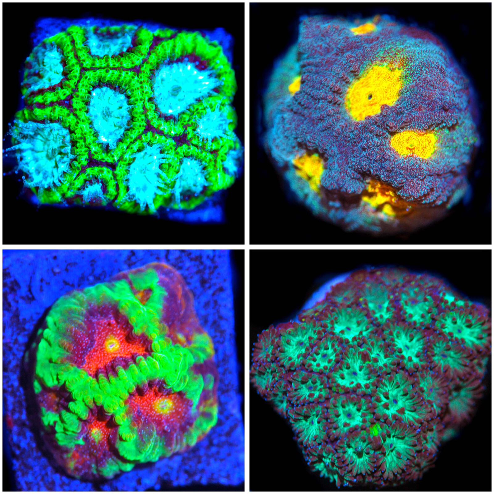 Mystery 4 Pack! Beginner LPS Corals Live Coral Frag Pack Corals of Eden ...