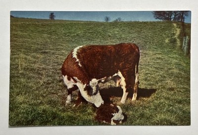 Wake up Young Man and Look around Your world is Here Cow and Calf ...