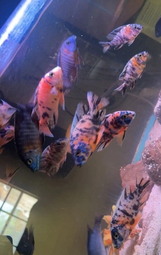 African OB & Blue Cichlids Peacocks (1 Fish) 4-5 Inches Beautiful Fish ...