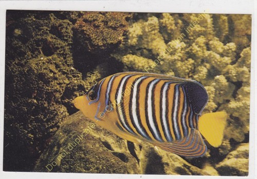 RPPC Photo Poisson Fish Pescado POISSON ANGE DUC Pygoplites diacanthus ...