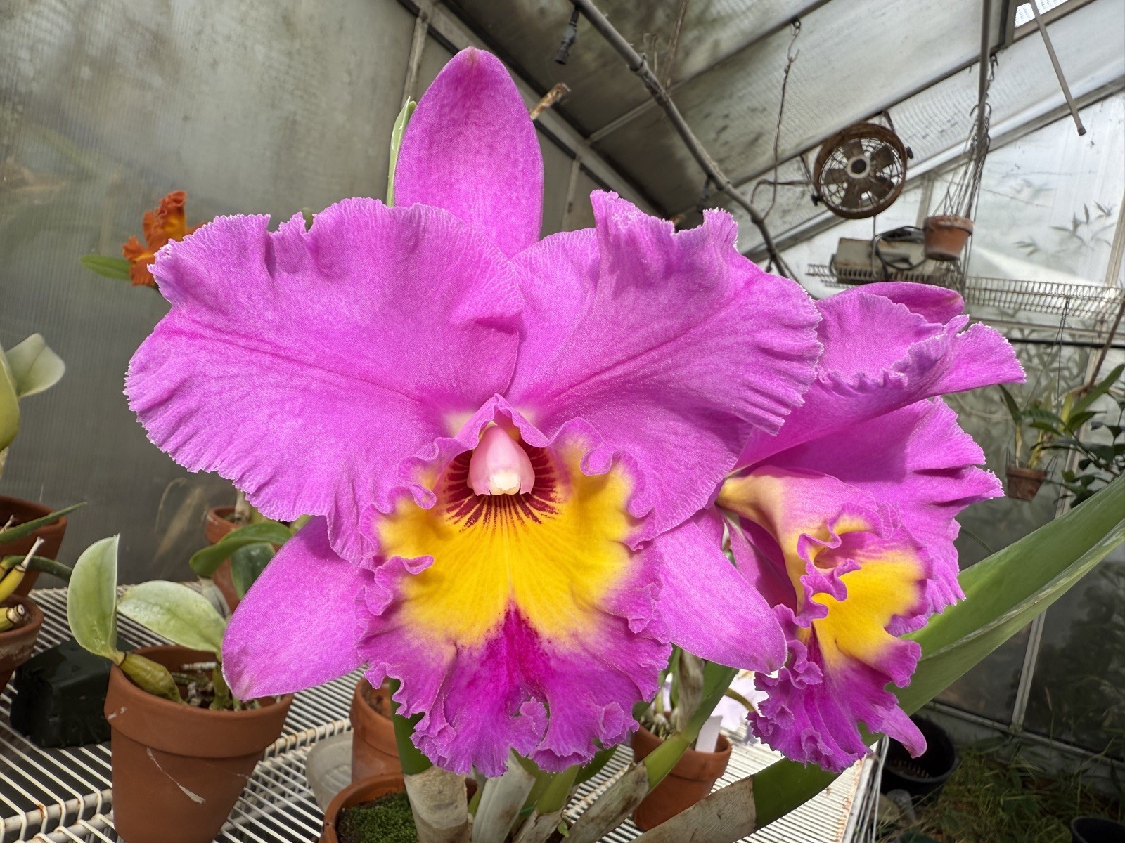 Orchid Cattleya - Rlc. C. Manmoto 'Volcano Queen' Previously Bloomed ...