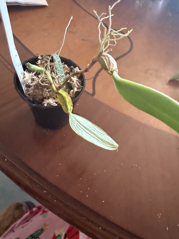 Orchid Plant Bulb Roxburghii Gold Countey 2 in pot | eBay