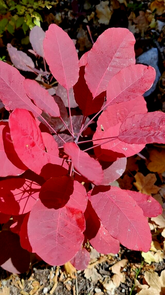 purple smoke tree 50 seeds, Cotinus coggygria,puffball flowers and ...