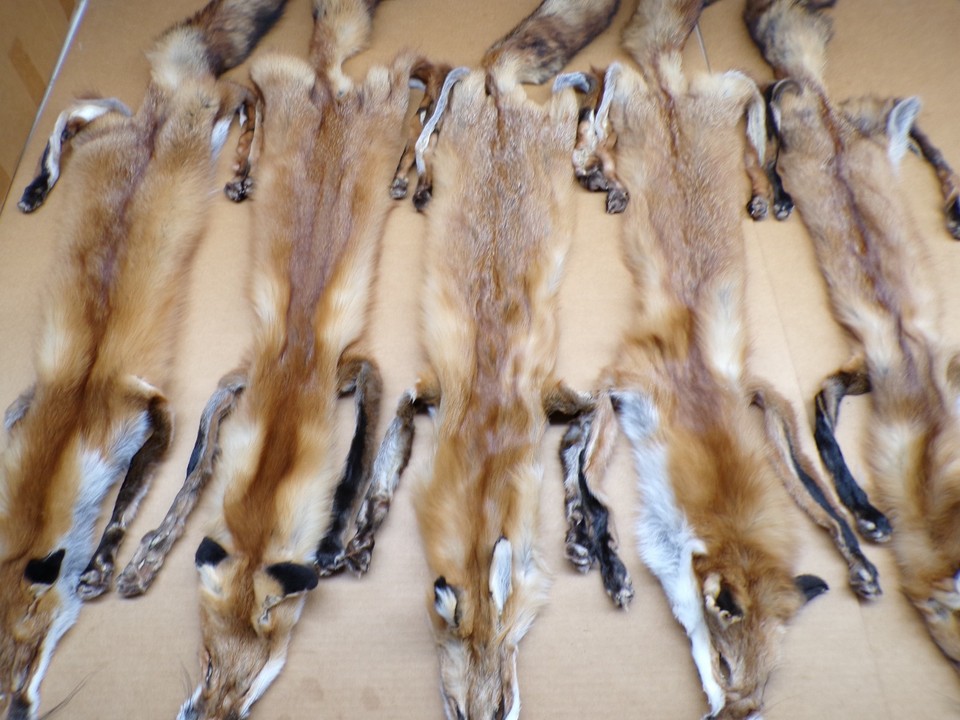Tanned Red Fox Hides with 4 feet attached/Furs/Trapping/Taxidermy ...